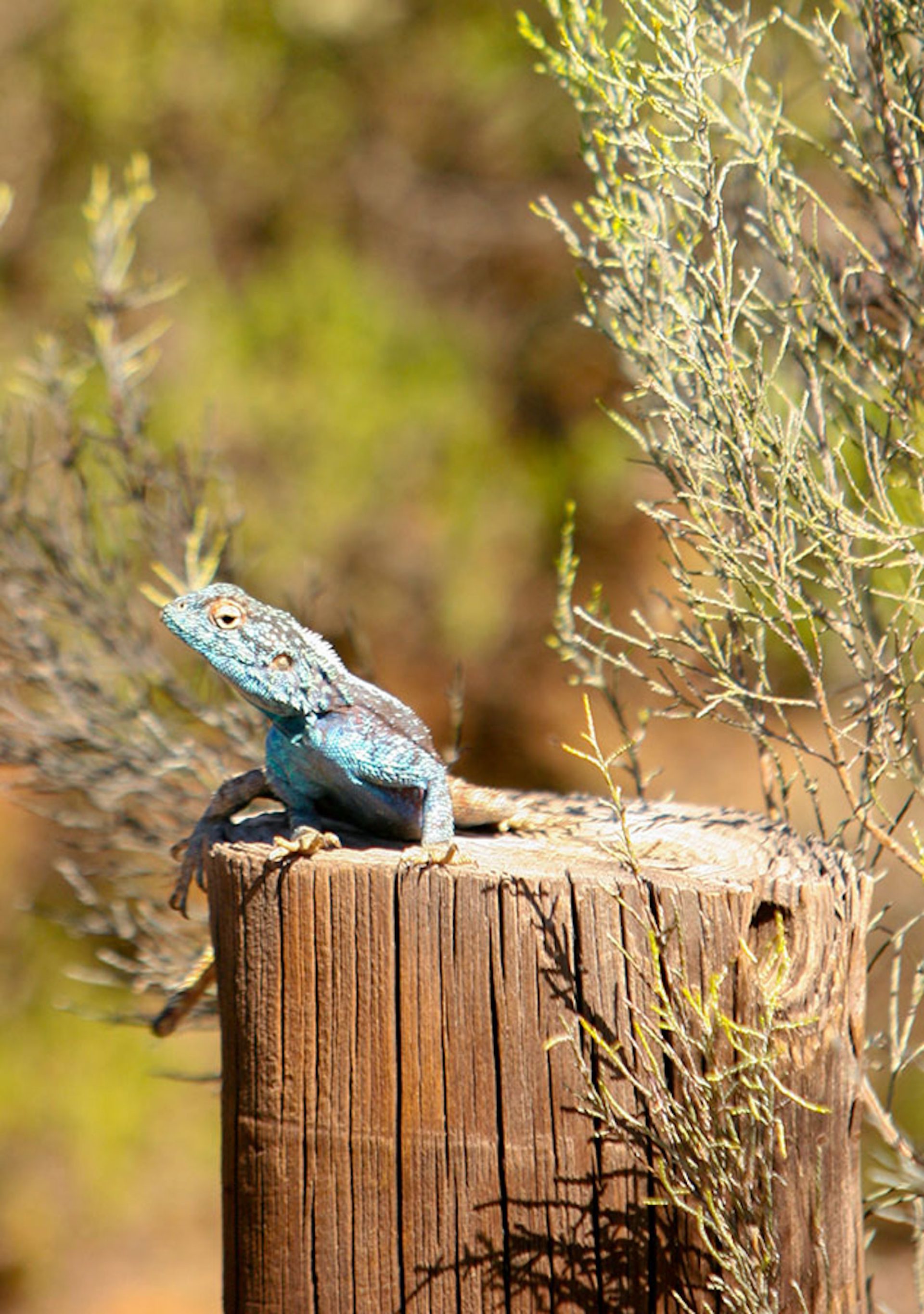 EVERYTHING YOU NEED TO KNOW ABOUT A KAROO BUSH GETAWAY – A UNIQUE ...