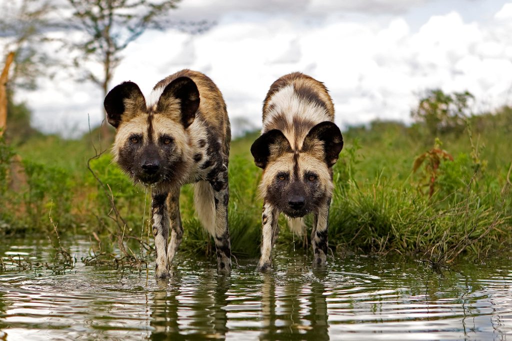 From Outcast to Icon: The Rise of Africa’s Painted Dogs