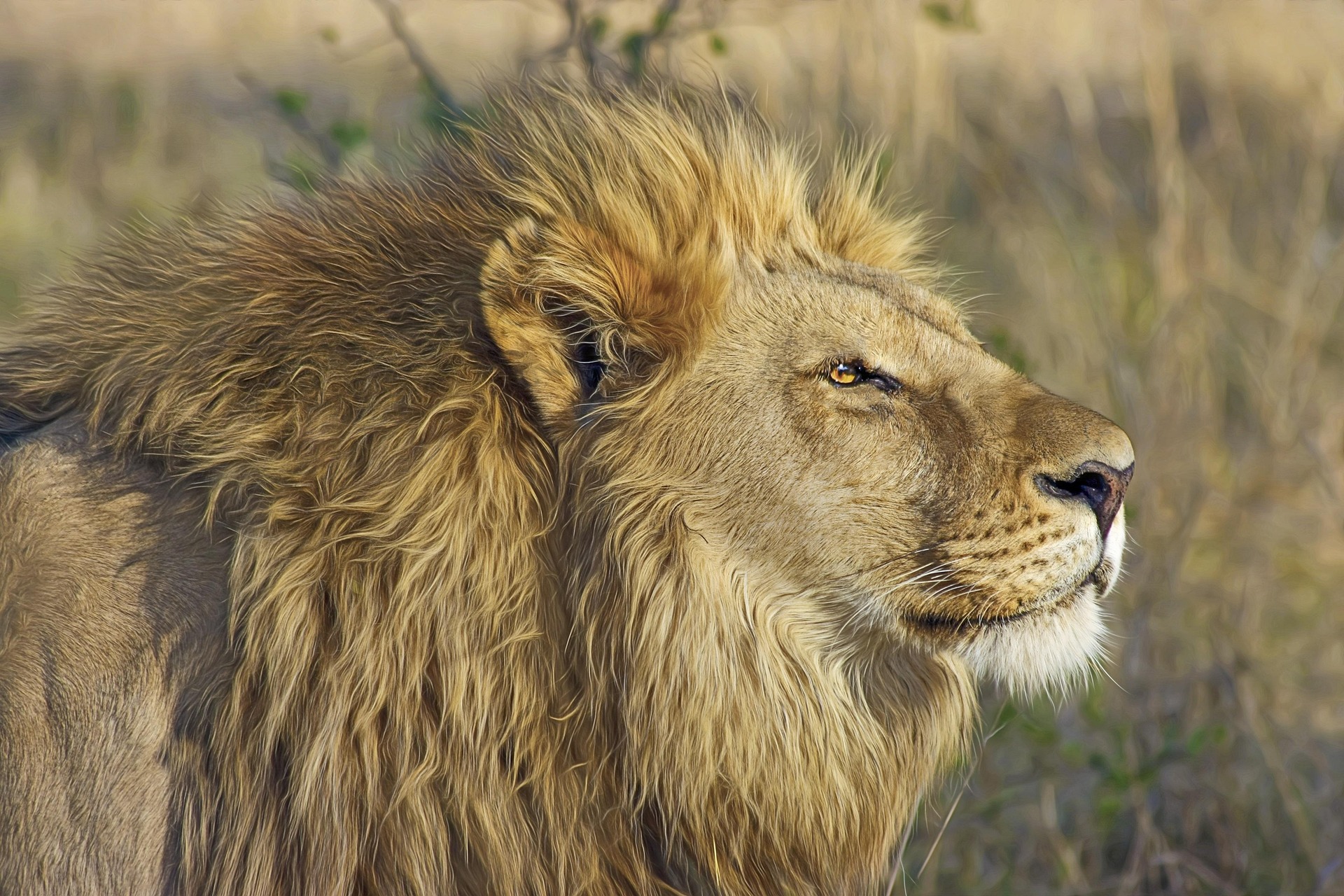 Escaped Lion Spotted on R66 Between Nongoma and Pongola